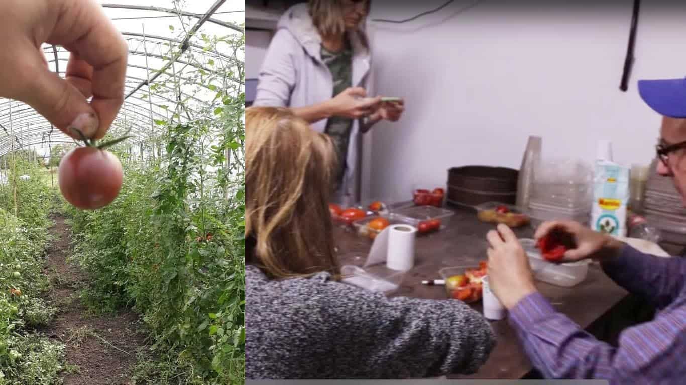 Al rescate del tomate criollo en la Facultad de Agronomía, “un tomate ...